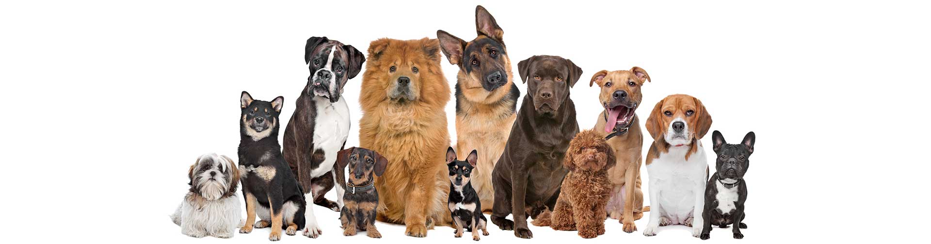 Pet Care Facility Financing | SBA & Conventional Loans